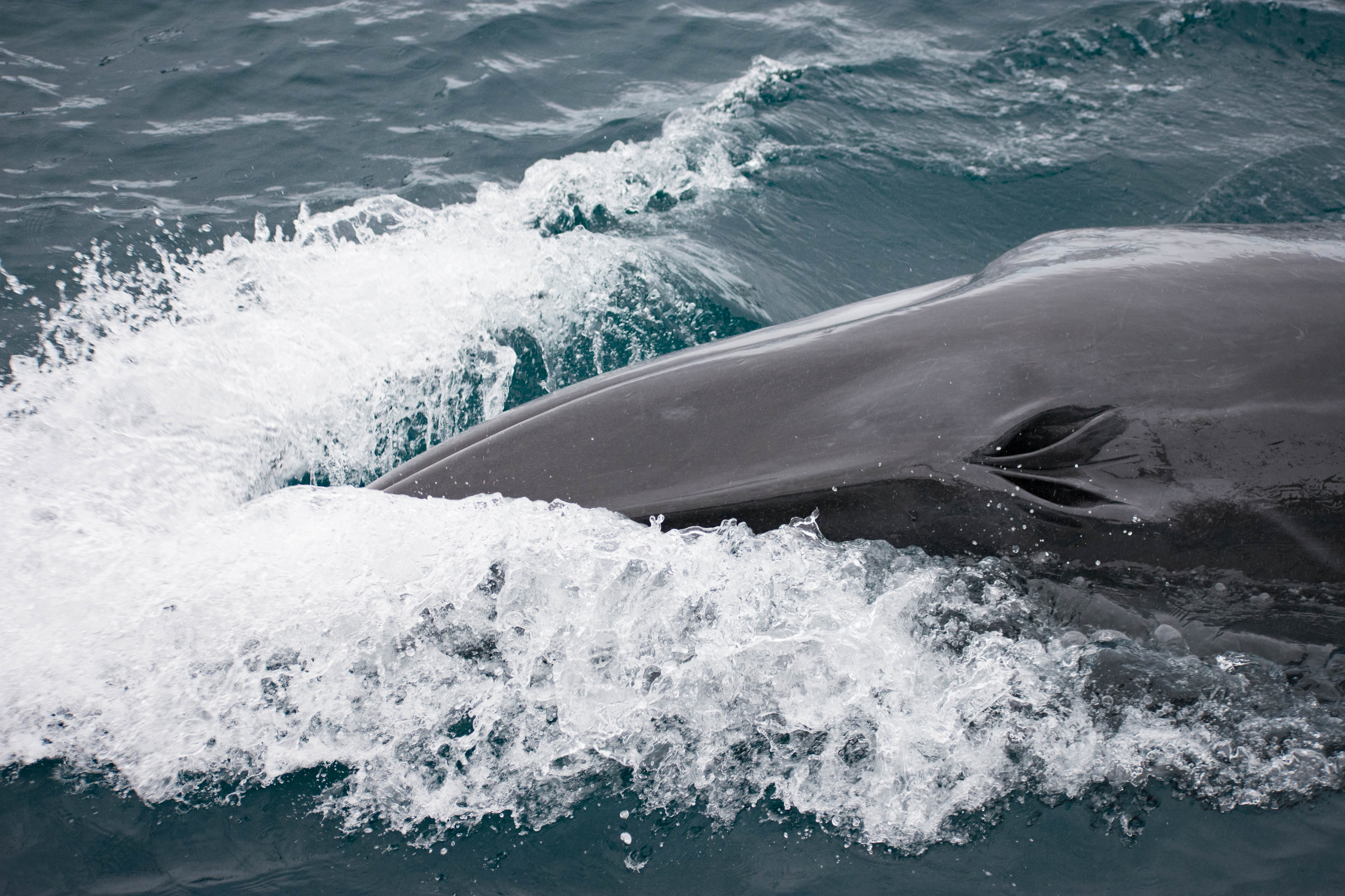 Whale Baleen-9 – Fine Yesterday … WTF